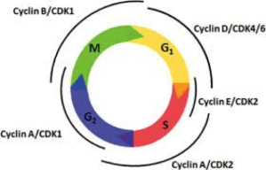 A Newly Discovered Function of Cyclin A2, a Major Regulator of Cell ...