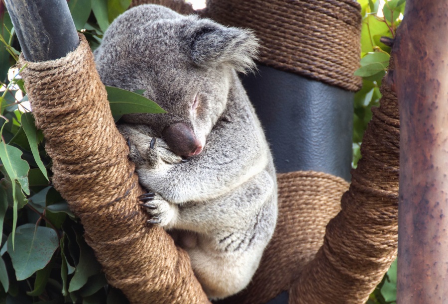 Viruses in Koalas Can Be Models for Genome Immunity – Young ...