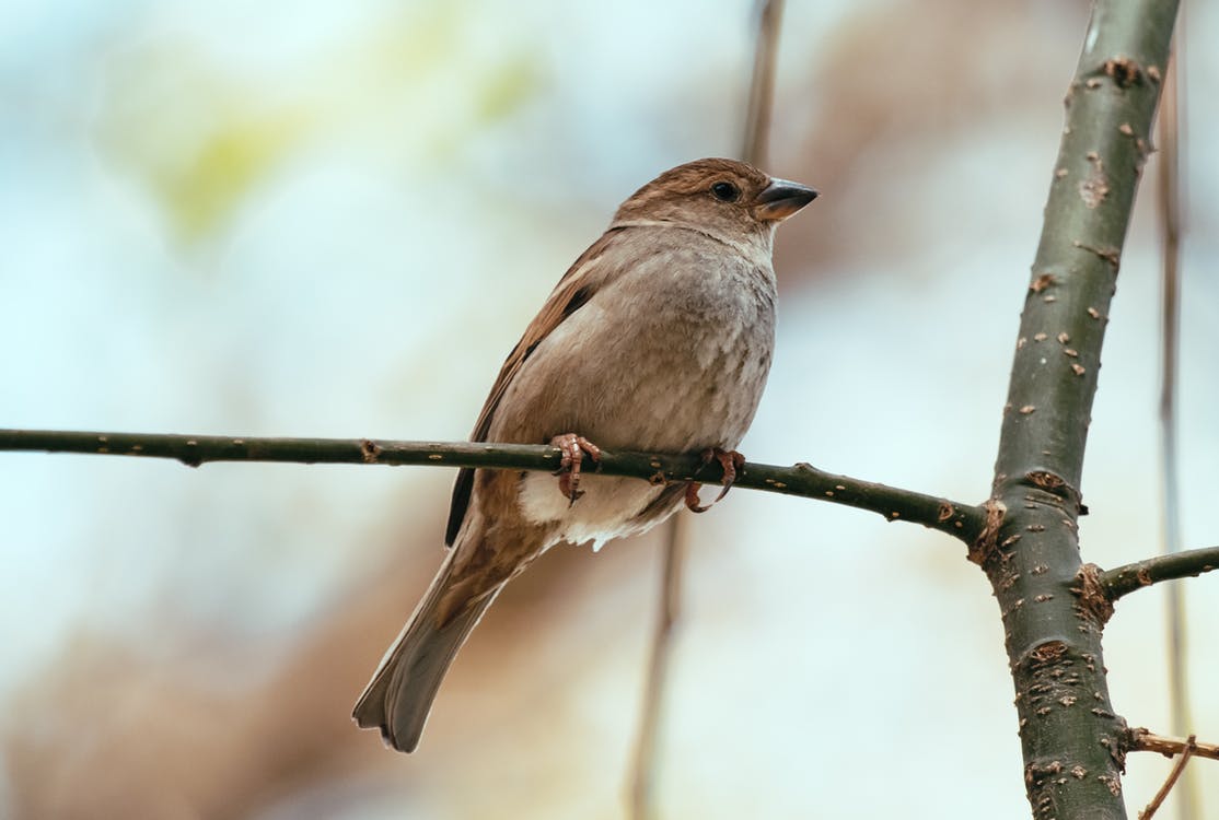 Discovery of a Paleolithic bird carving at Lingjing Henan, China ...